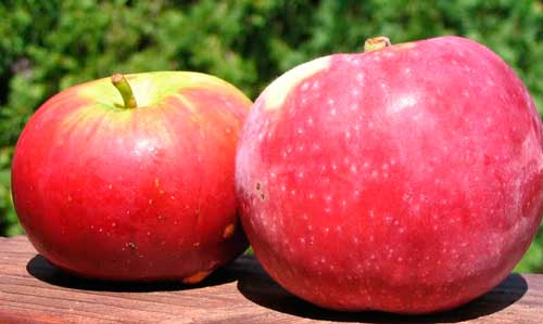 maçã querina bio - BIOCABAZ - CABAZES BIOLÓGICOS